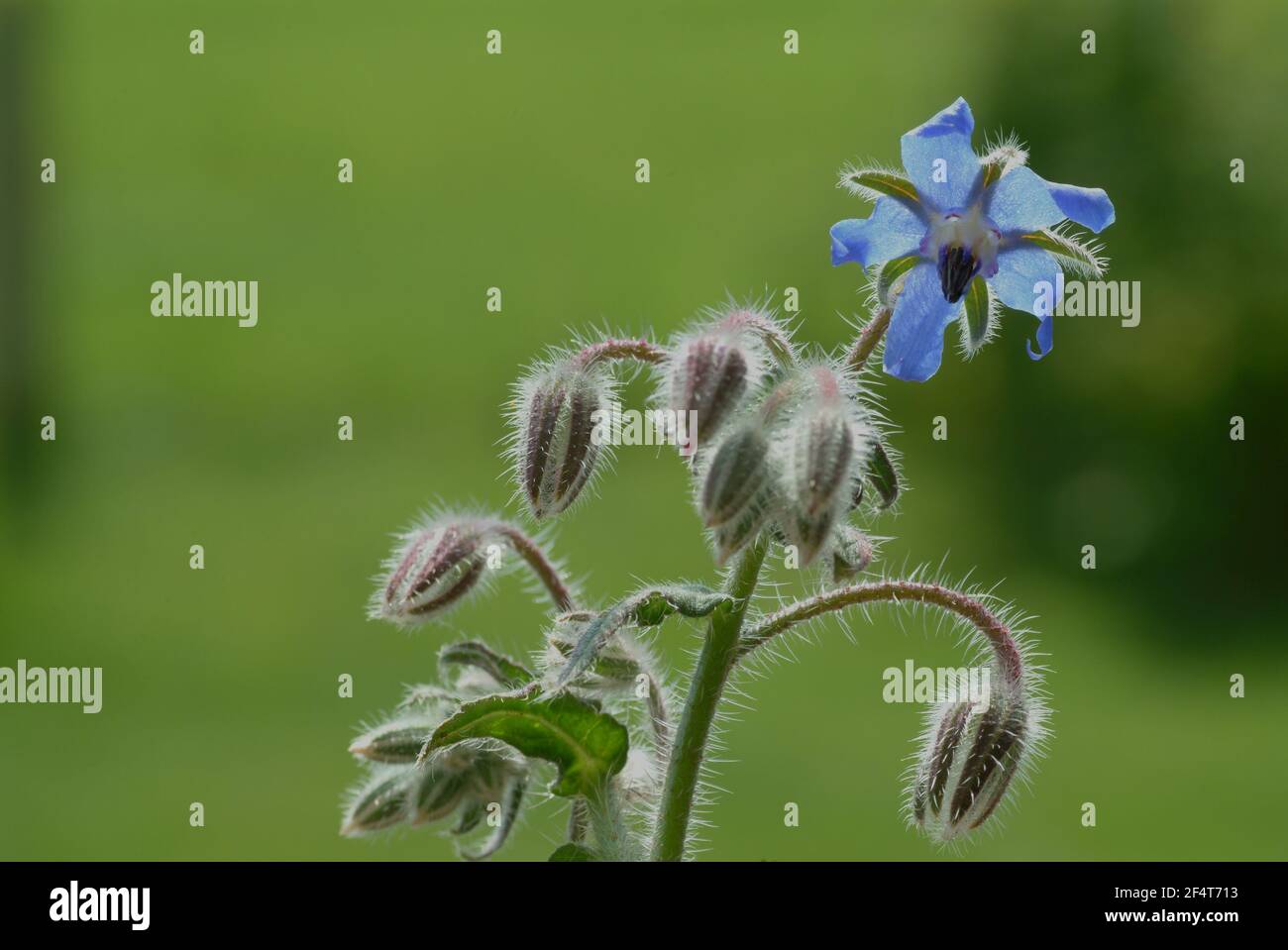 Borage, Borago officinalis, cucumber herb, a plant belonging to the ...