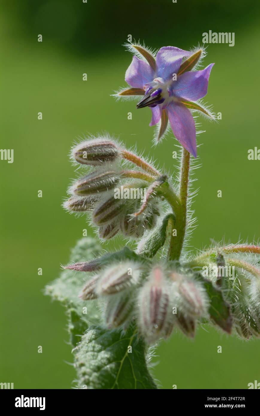Borage, Borago officinalis, cucumber herb, a plant belonging to the ...