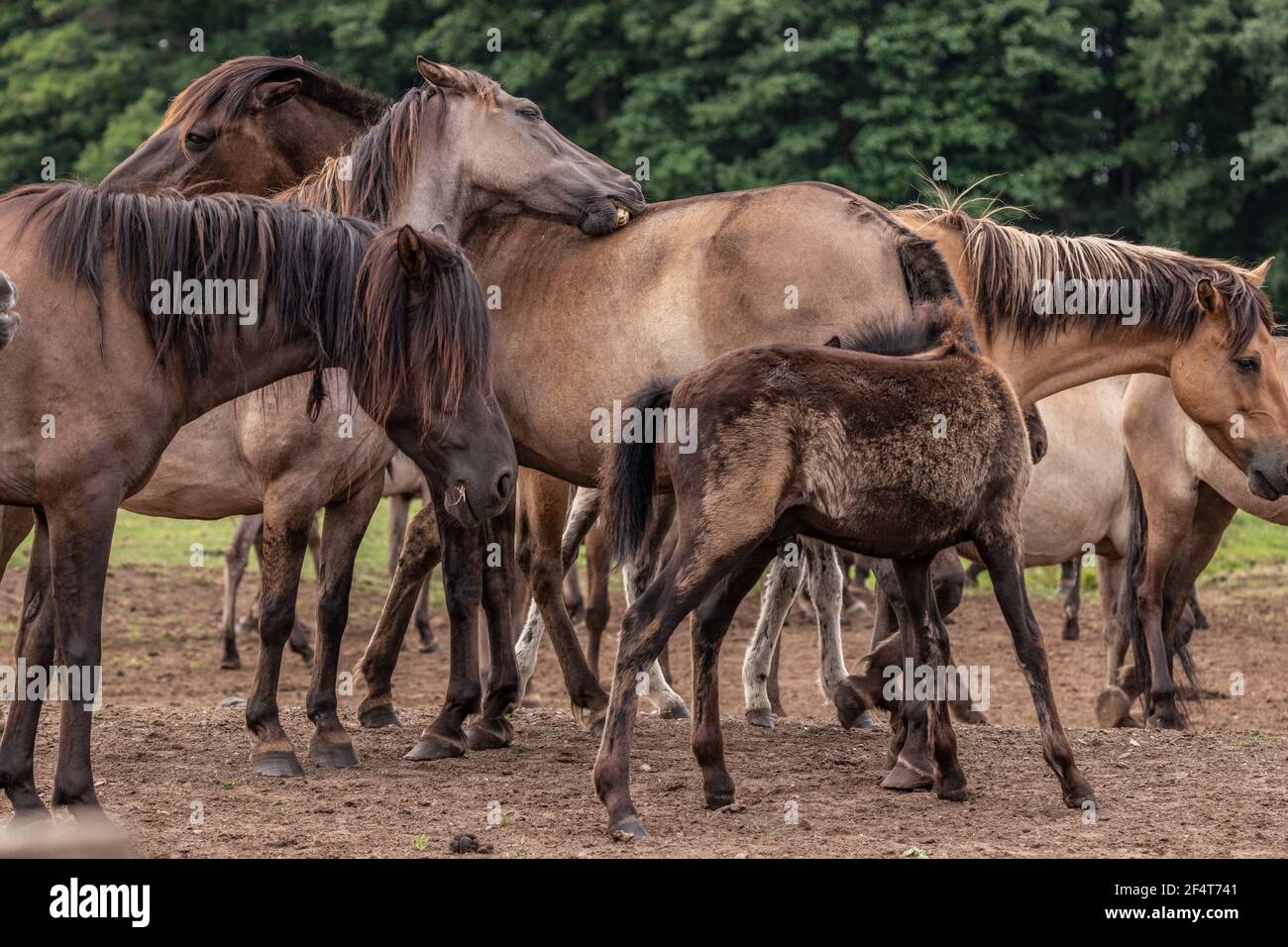 Dulmen wild horses hi-res stock photography and images - Alamy