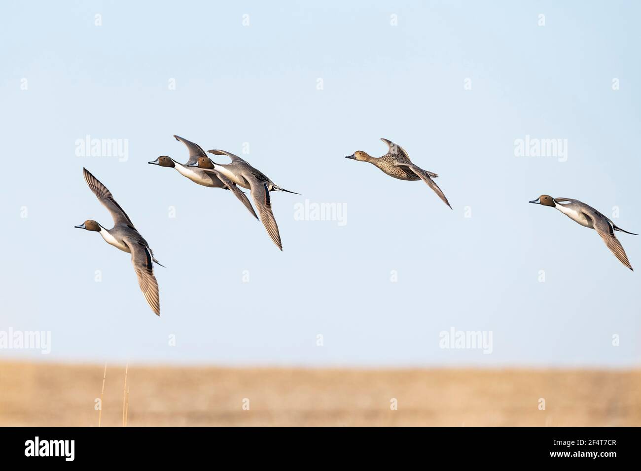 A flock of Northern Pintails over the South Dakota Prairie during a ...