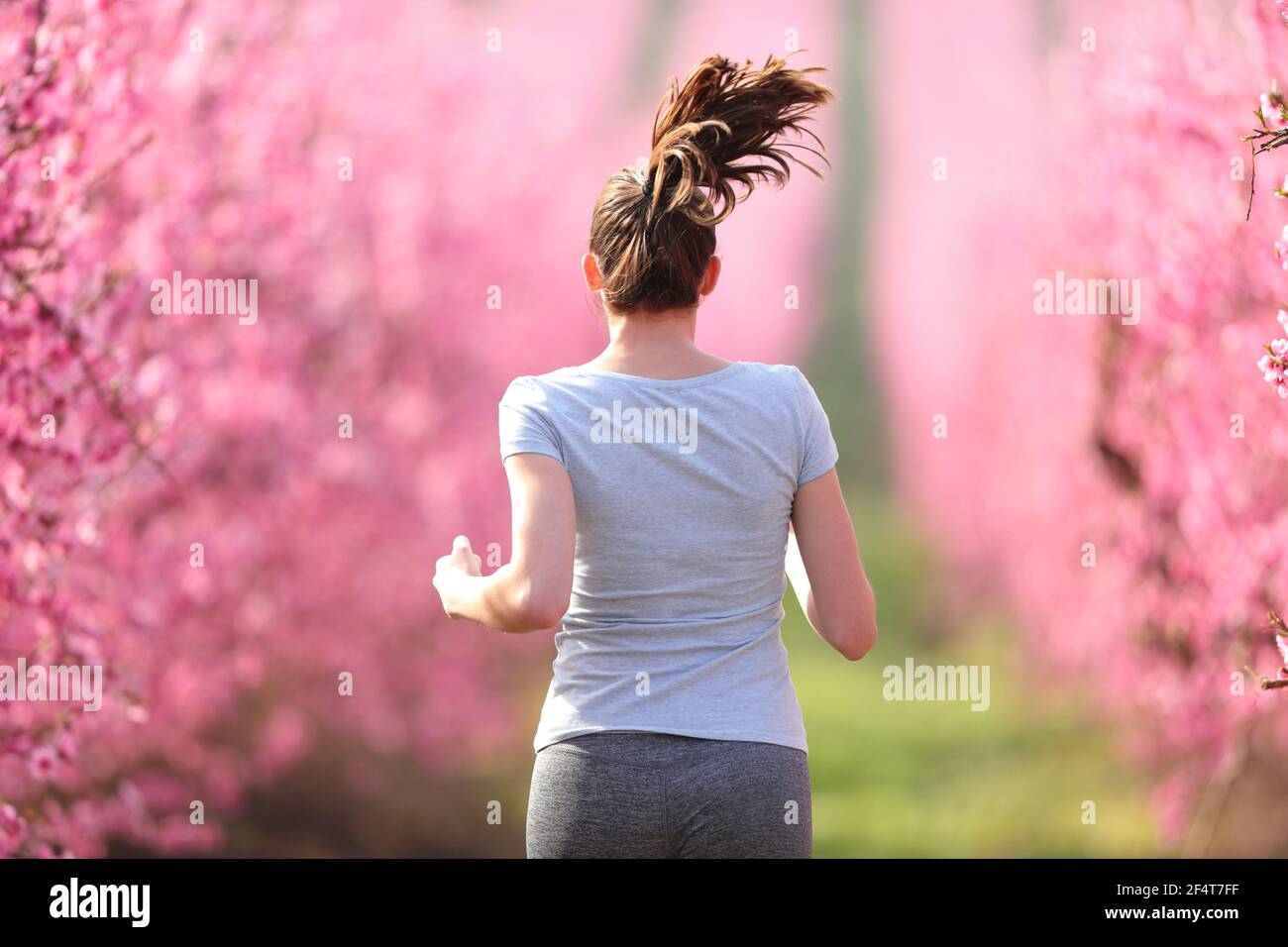 Back view of runner woman running between flowers in a field Stock ...