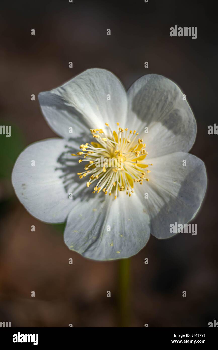 Photo of a wind flower with beautiful lighting Stock Photo - Alamy