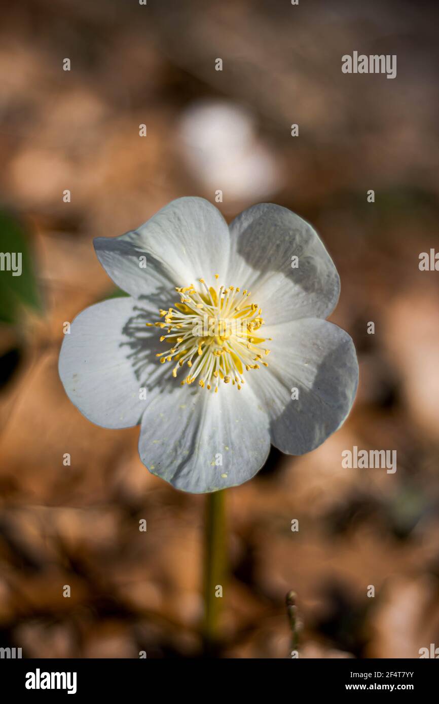 Wind flower rocks hi-res stock photography and images - Alamy