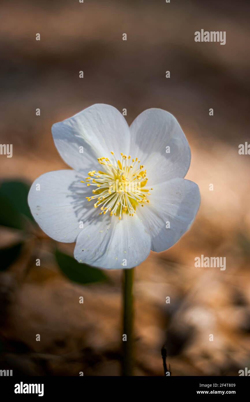 Photo of a wind flower with beautiful lighting Stock Photo - Alamy