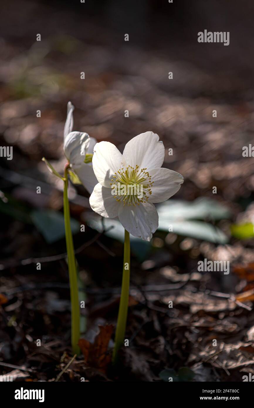 Photo of a wind flower with beautiful lighting Stock Photo - Alamy