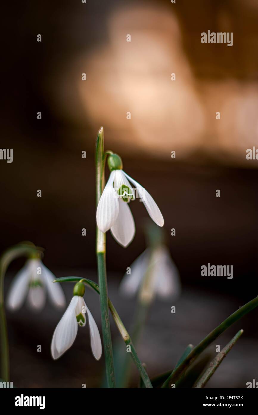 Wind flower rocks hi-res stock photography and images - Alamy