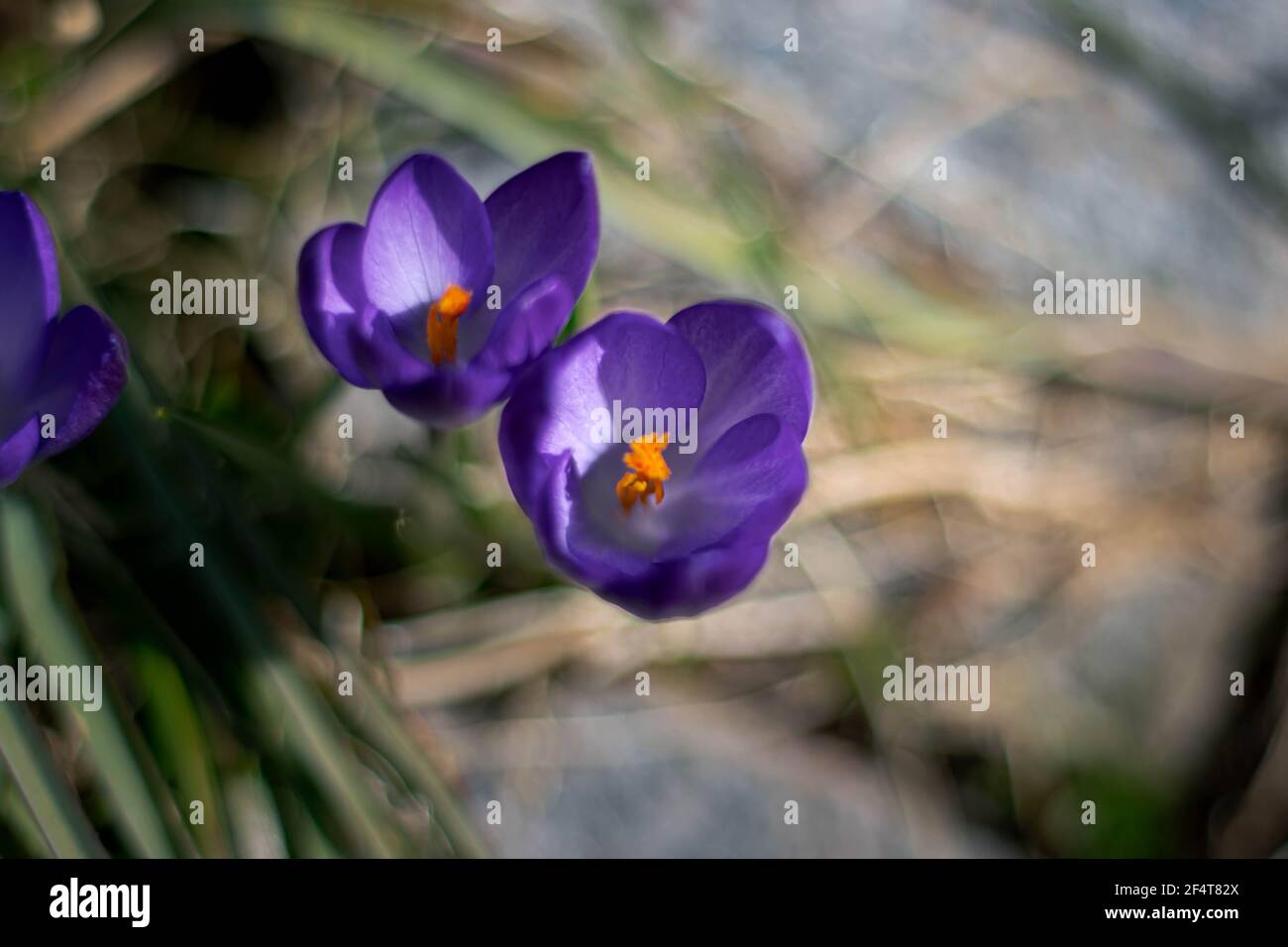 Photo of a wind flower with beautiful lighting Stock Photo - Alamy