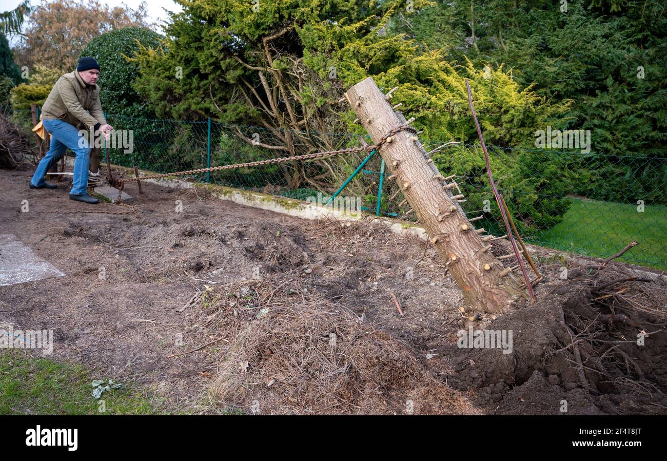 Man is removing a tree stump with a hoist in the garden Stock Photo - Alamy