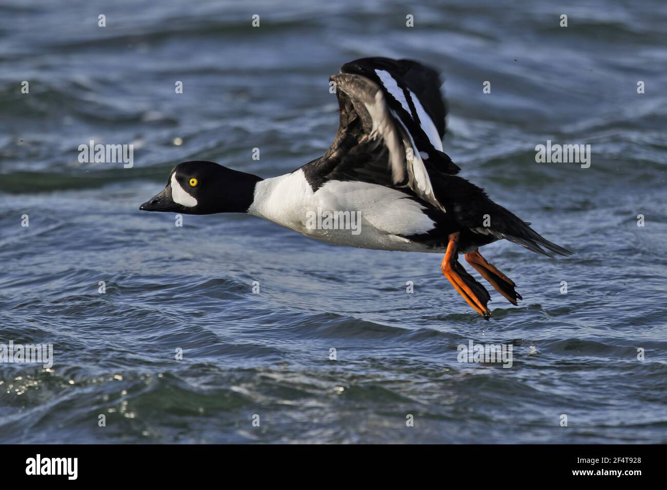 Goldeneye in flight hi-res stock photography and images - Alamy