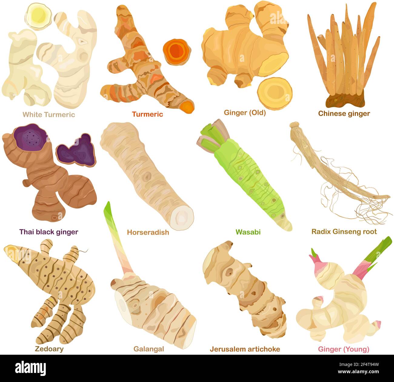 Turmeric plant ginger isolated Stock Vector Images - Alamy