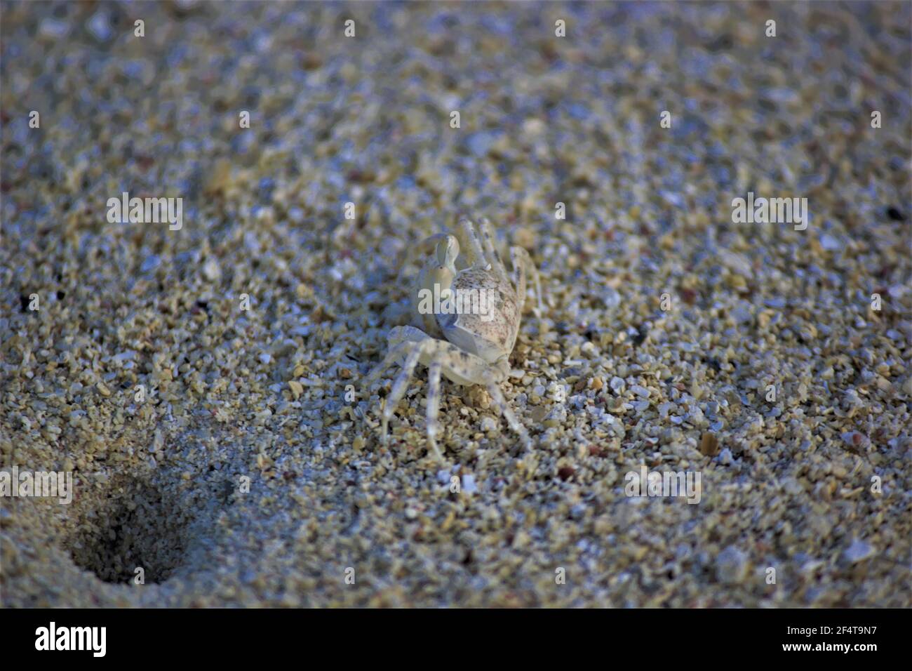 With five pairs of legs hi-res stock photography and images - Alamy