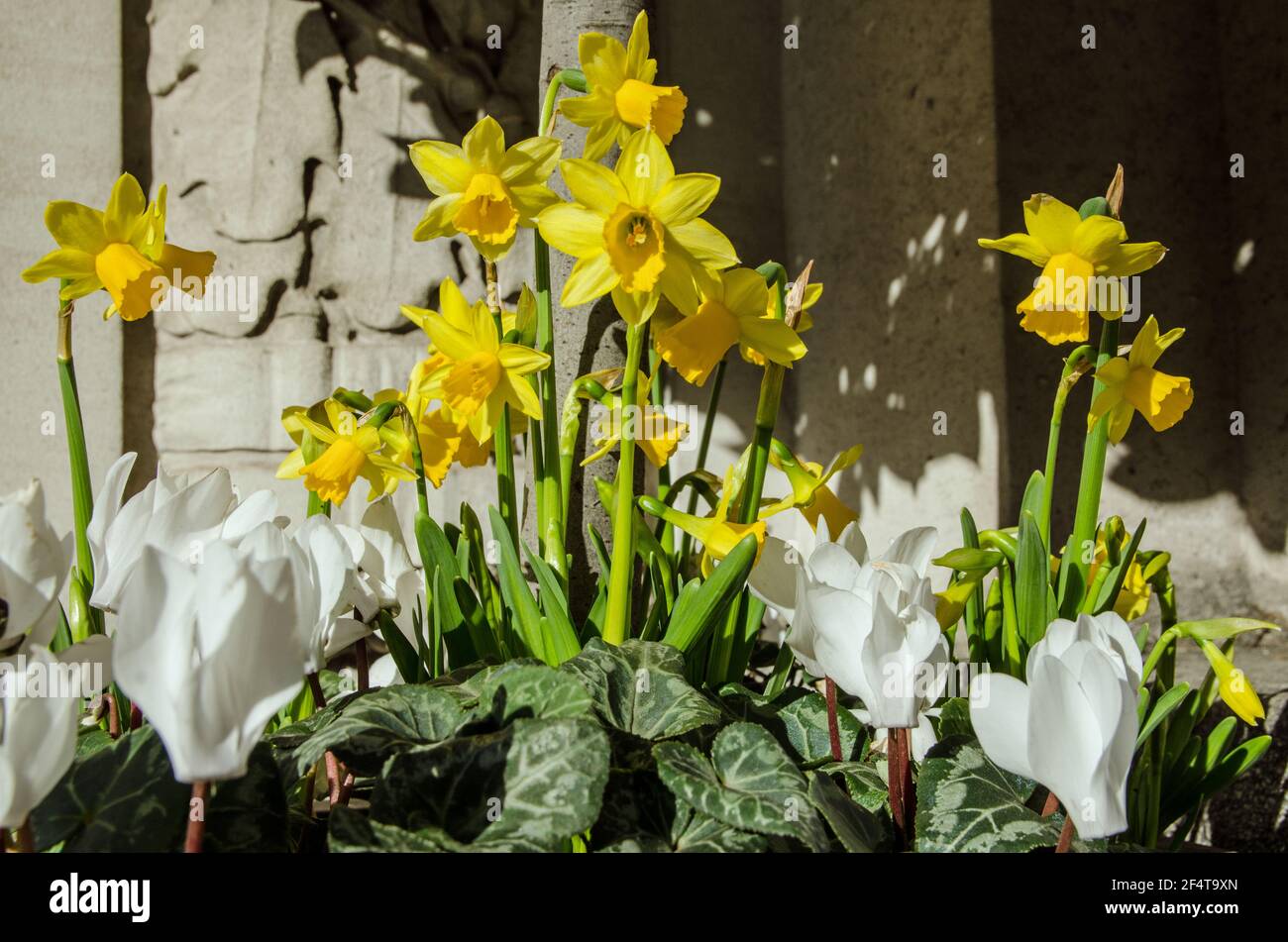 Daffodils and cyclamen flowering in the spring sunshine Stock Photo - Alamy
