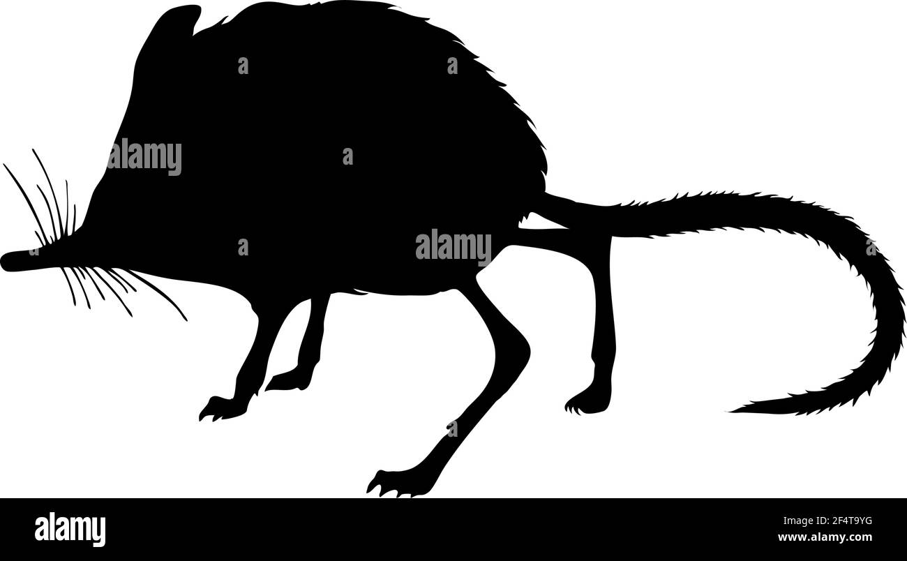 Spiny pocket mice silhouette. Smooth and clean lines. High detailed ...