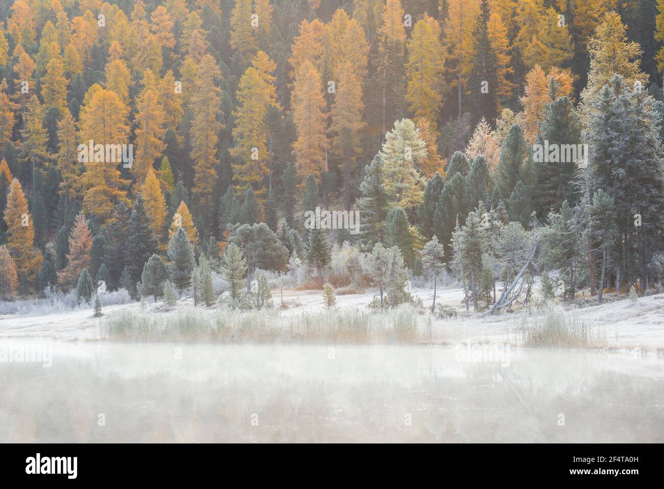 geography / travel, larch- and spruce forest at Stazersee (Lake Stazer ...