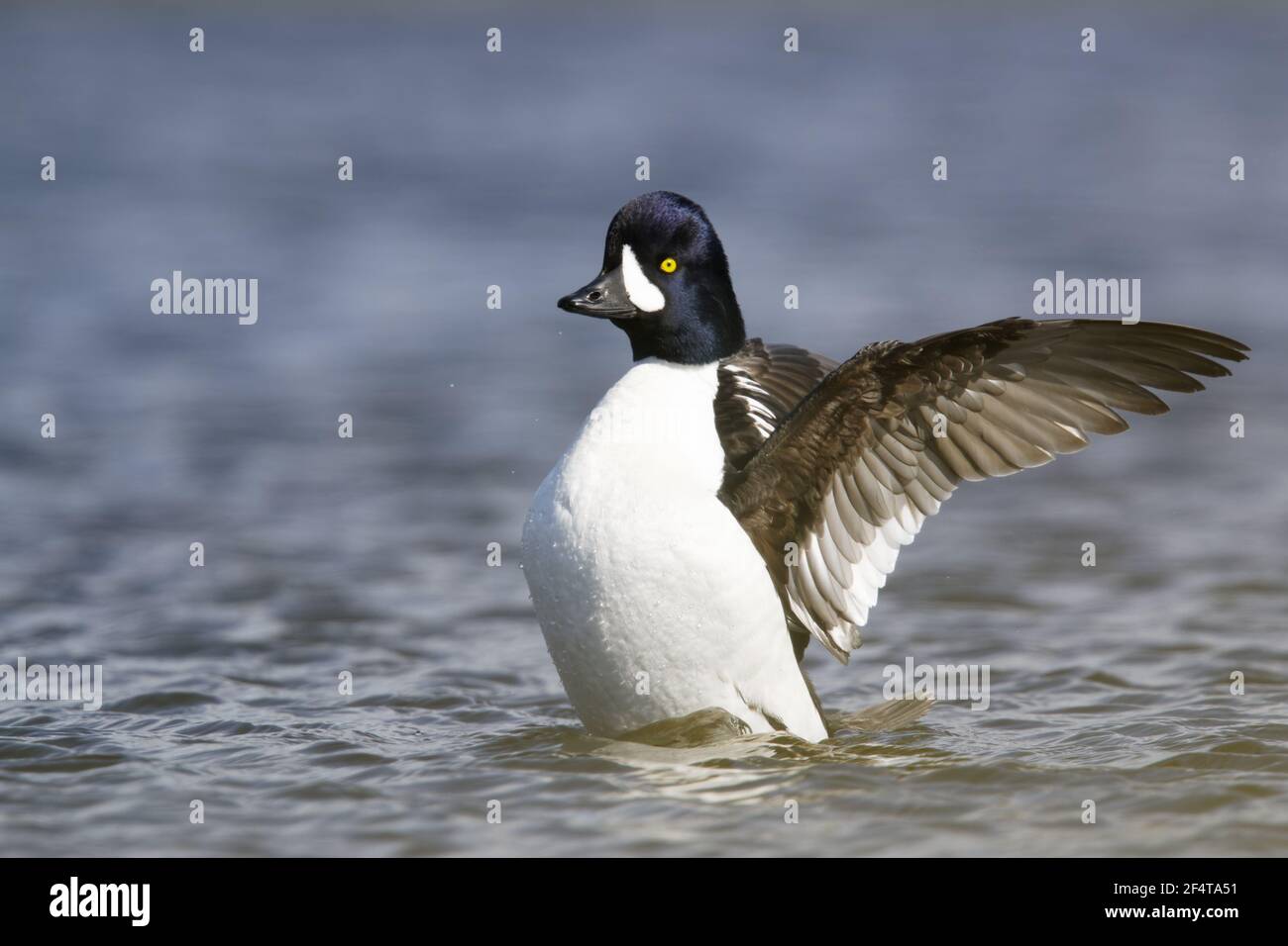 Common Goldeneye Wing