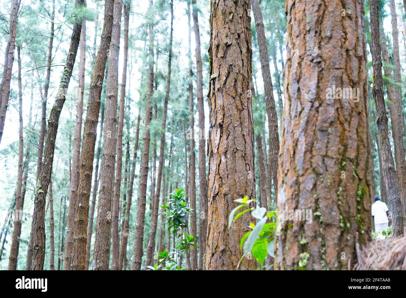 Vagamon kerala hi-res stock photography and images - Alamy