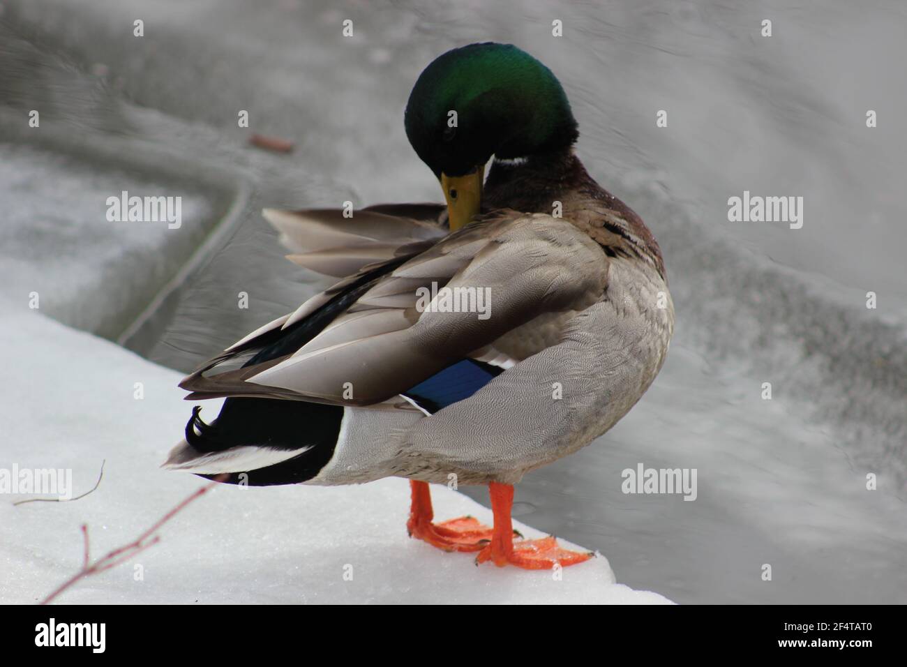 A duck cleaning himself next to river Stock Photo - Alamy