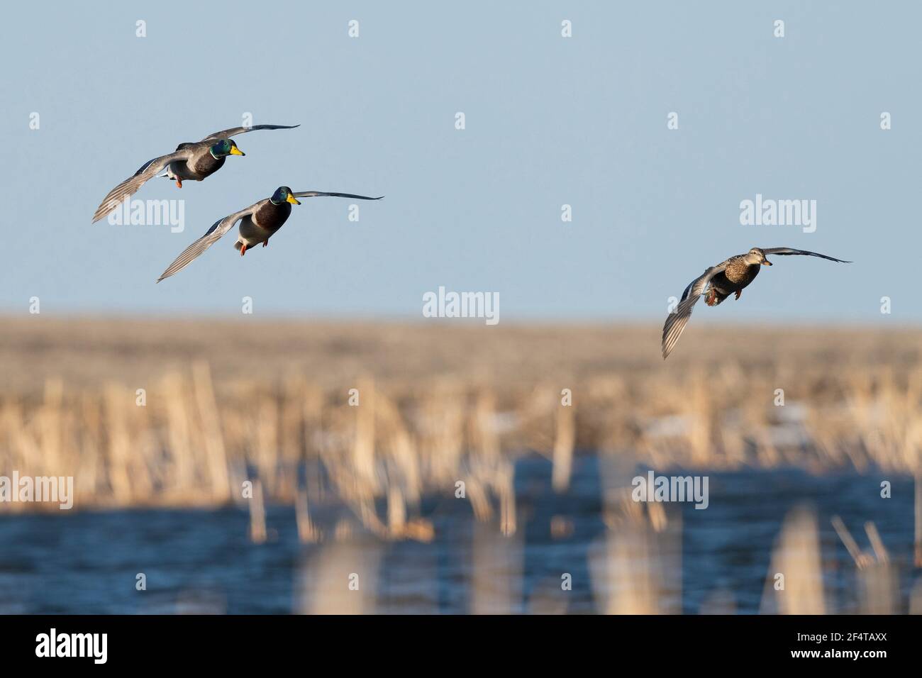 Mallard ducks over a wetland in South Dakota on a late fall day Stock ...