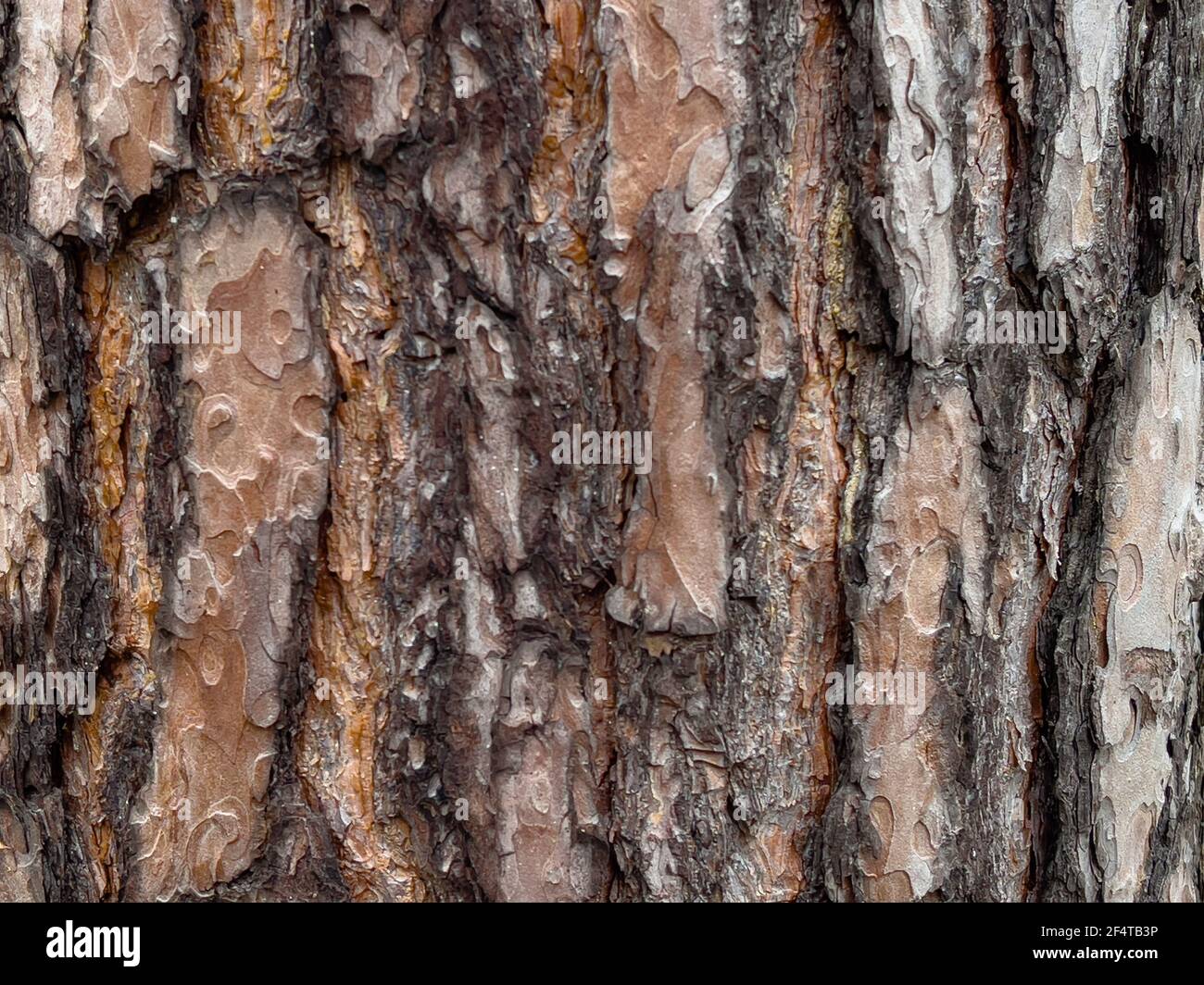 Embossed texture of the bark of tree. Pattern of natural tree bark ...