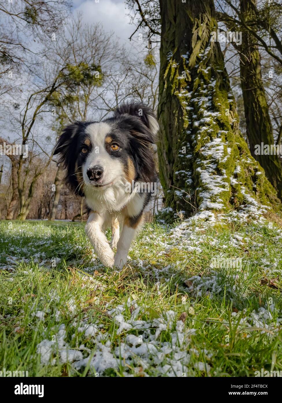 Australian Shepherd Dog playing at spring park. Happy Aussie walks at ...