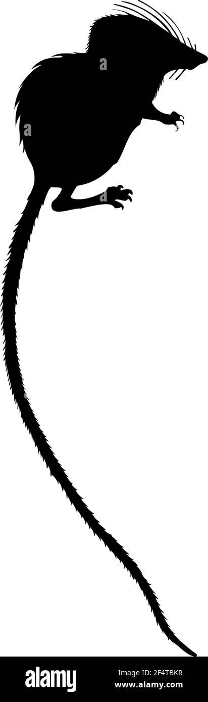 Tenrec Silhouette. Smooth and clean lines. High detailed Tenrec ...