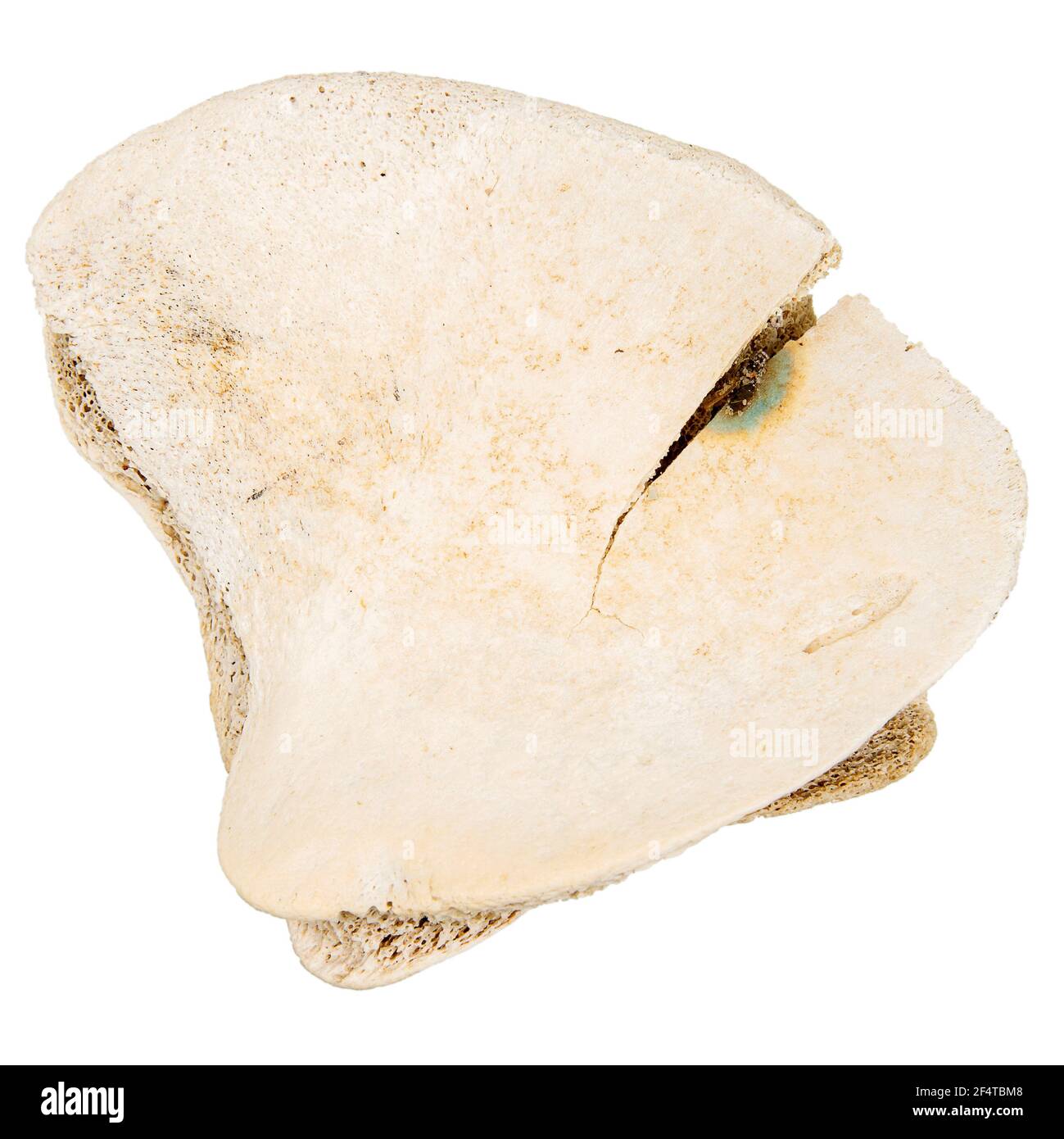 Old bone hi-res stock photography and images - Alamy