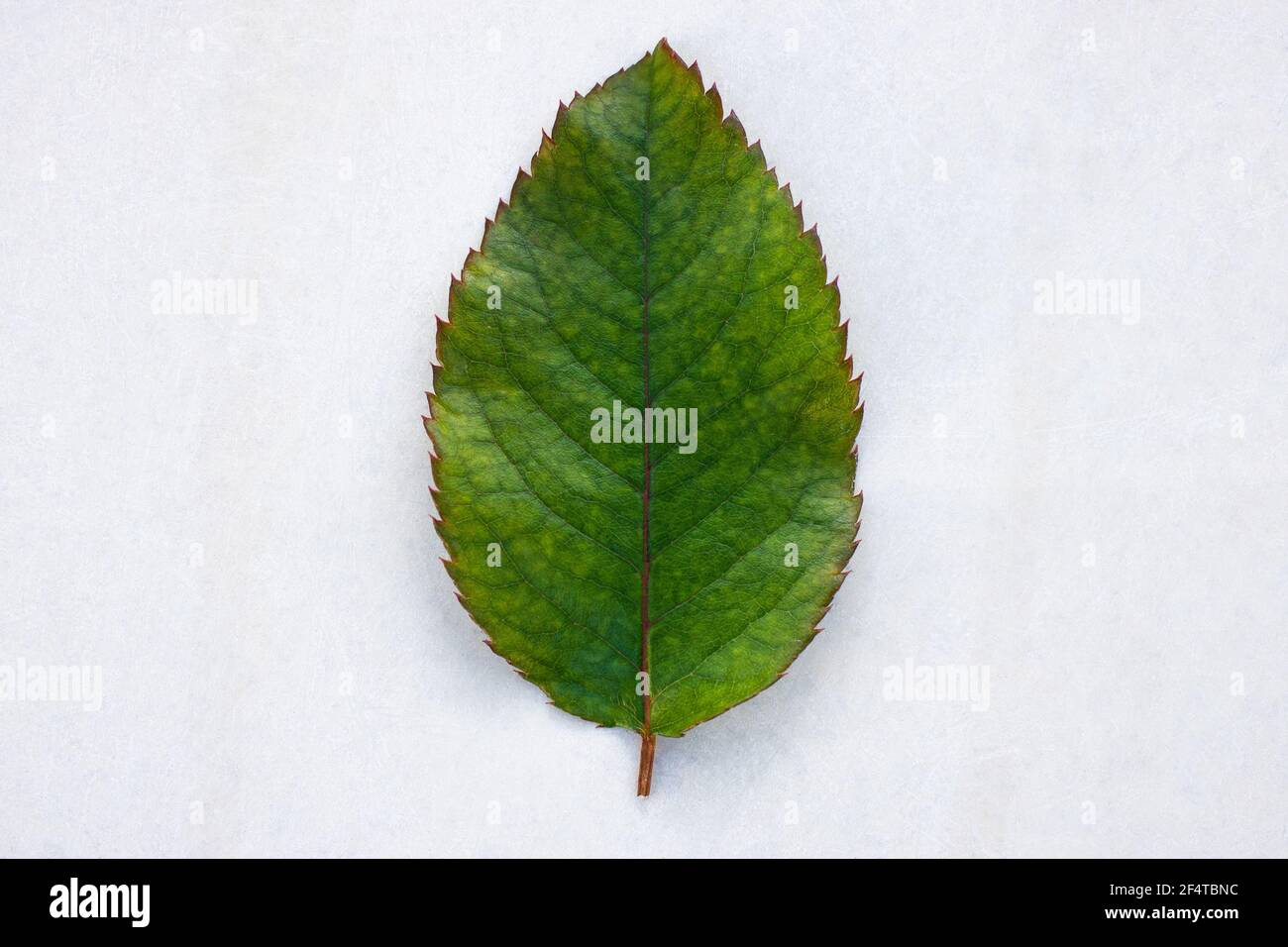 Close-up of single rose leaf placed vertically on a white textured ...