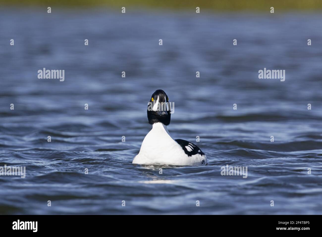 Barrow's Goldeneye - male Bucephala islandica Iceland BI026049 Stock ...