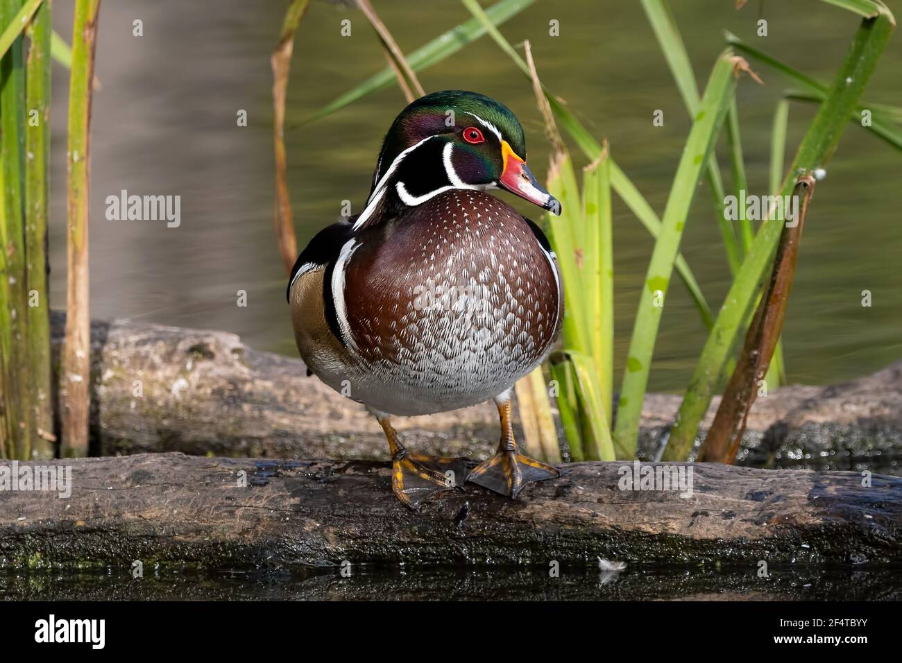 Wood Duck Wallpaper