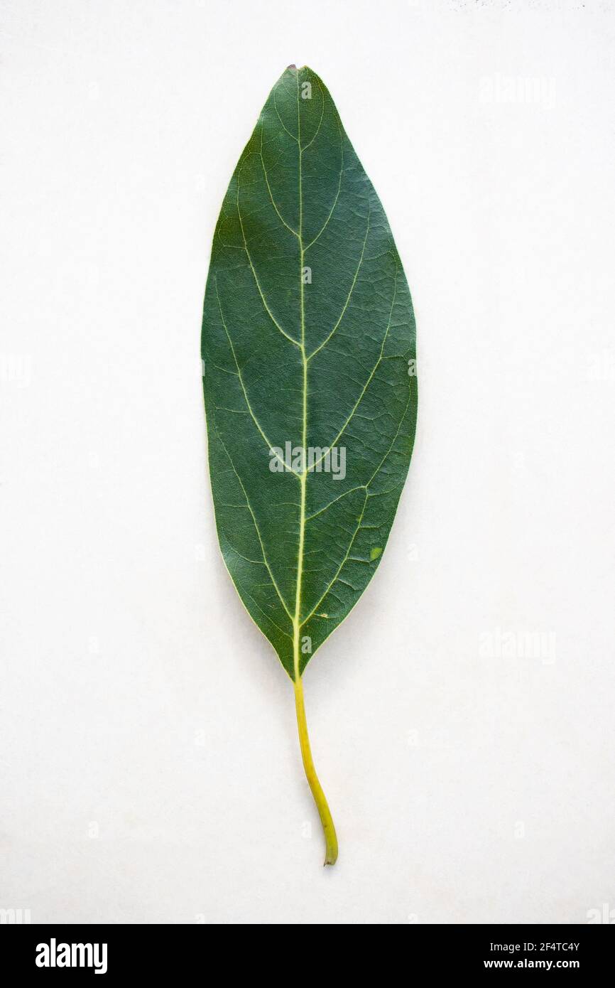 Hass avocado tree hi-res stock photography and images - Alamy