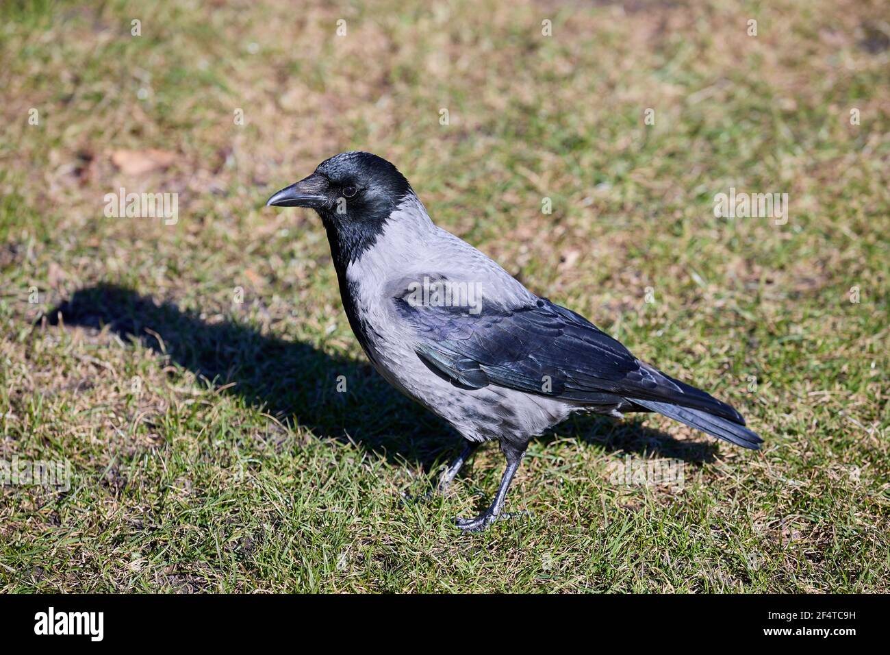 Hooded crow (Corvus cornix); Copenhagen, Denmark Stock Photo - Alamy
