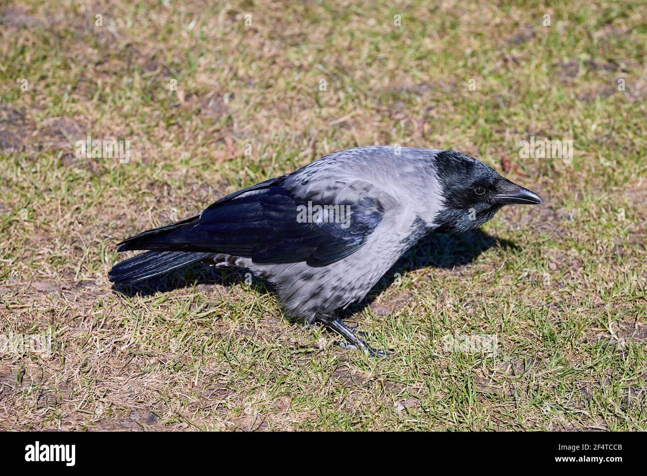 Hooded crow (Corvus cornix); Copenhagen, Denmark Stock Photo - Alamy