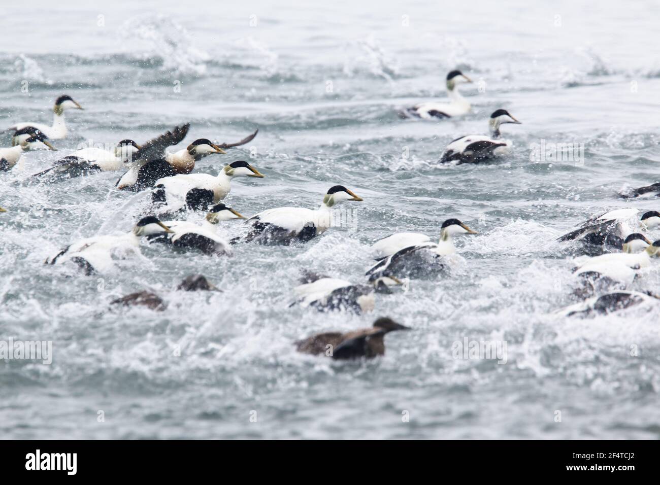 Eider taking flight hi-res stock photography and images - Alamy