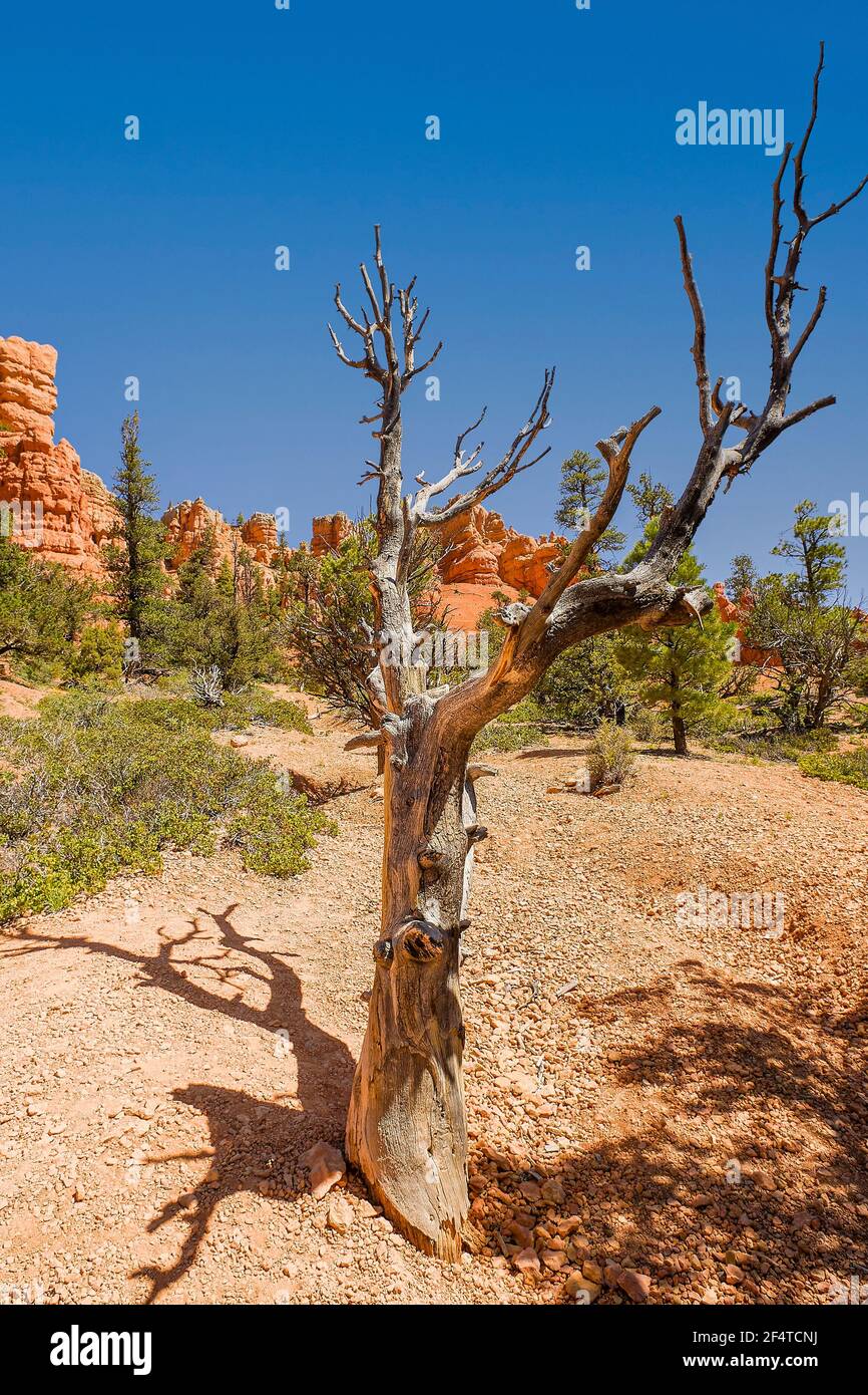 Dixie valley hi-res stock photography and images - Alamy