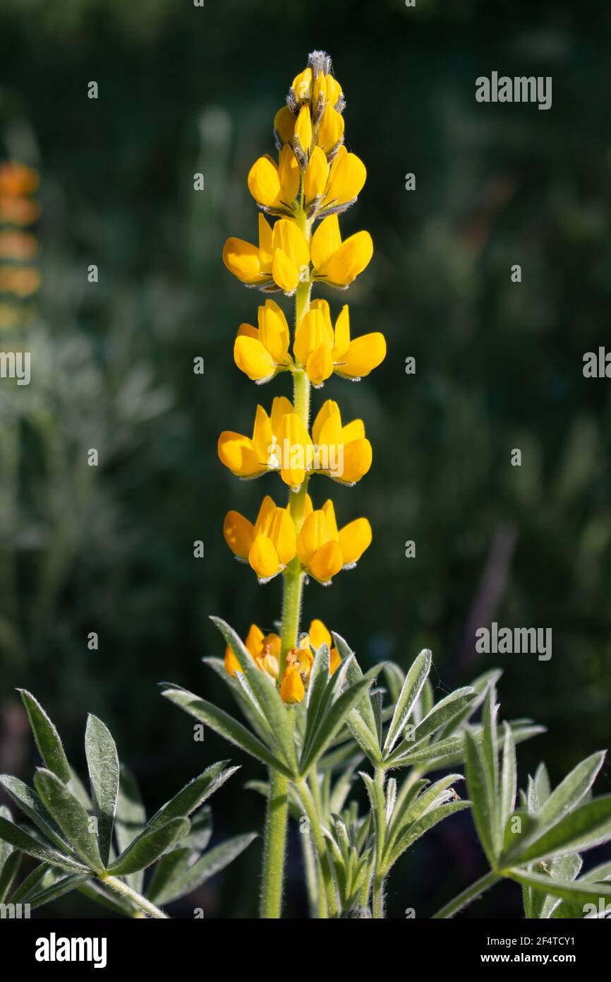 Lupinus arboreus hi-res stock photography and images - Alamy
