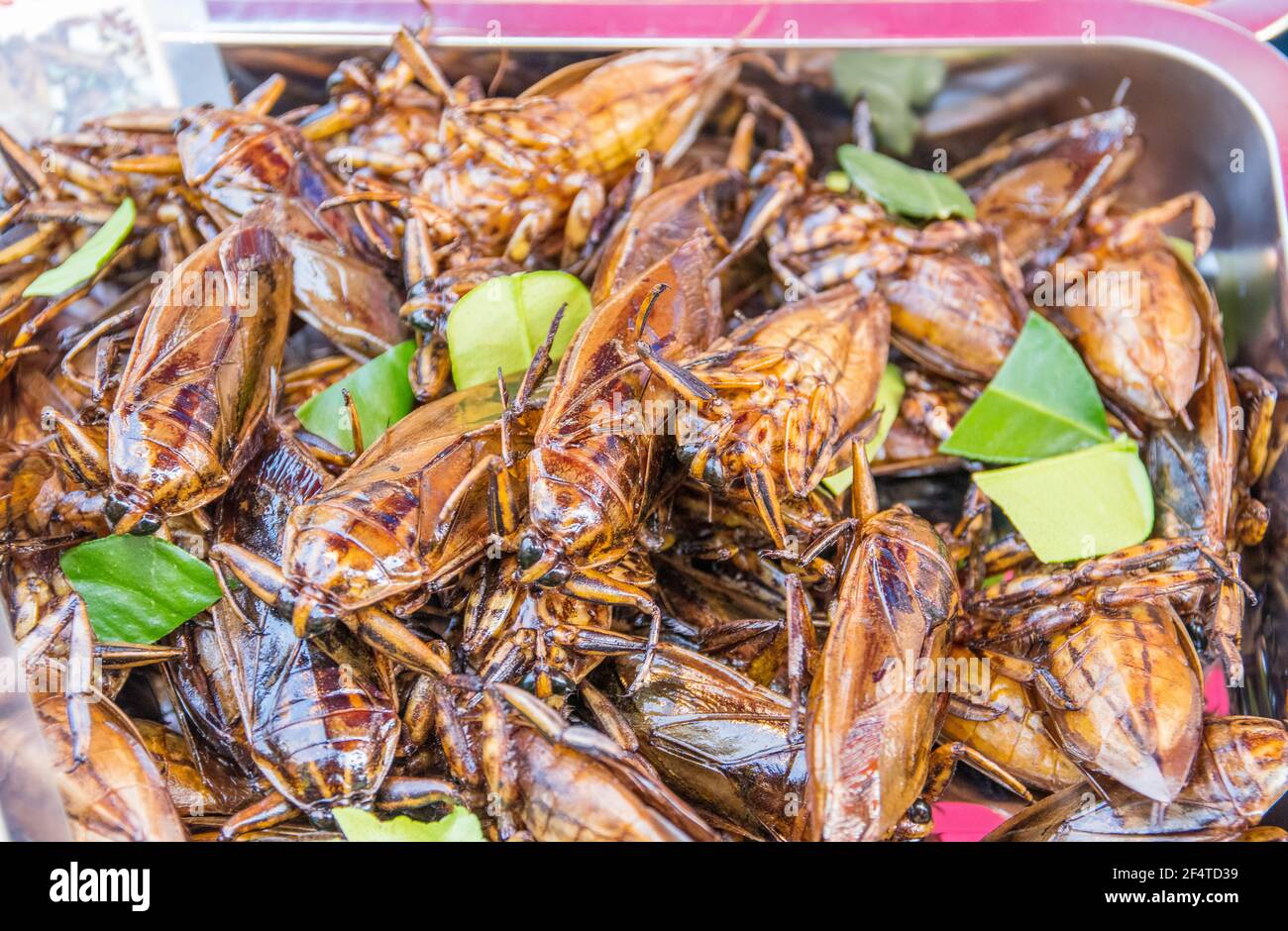 High angle shot of typical Thai insect food from a street market in ...