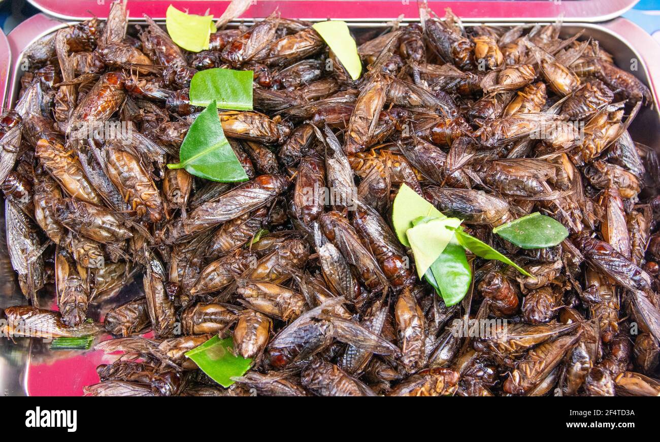 High angle shot of typical Thai insect food from a street market in ...
