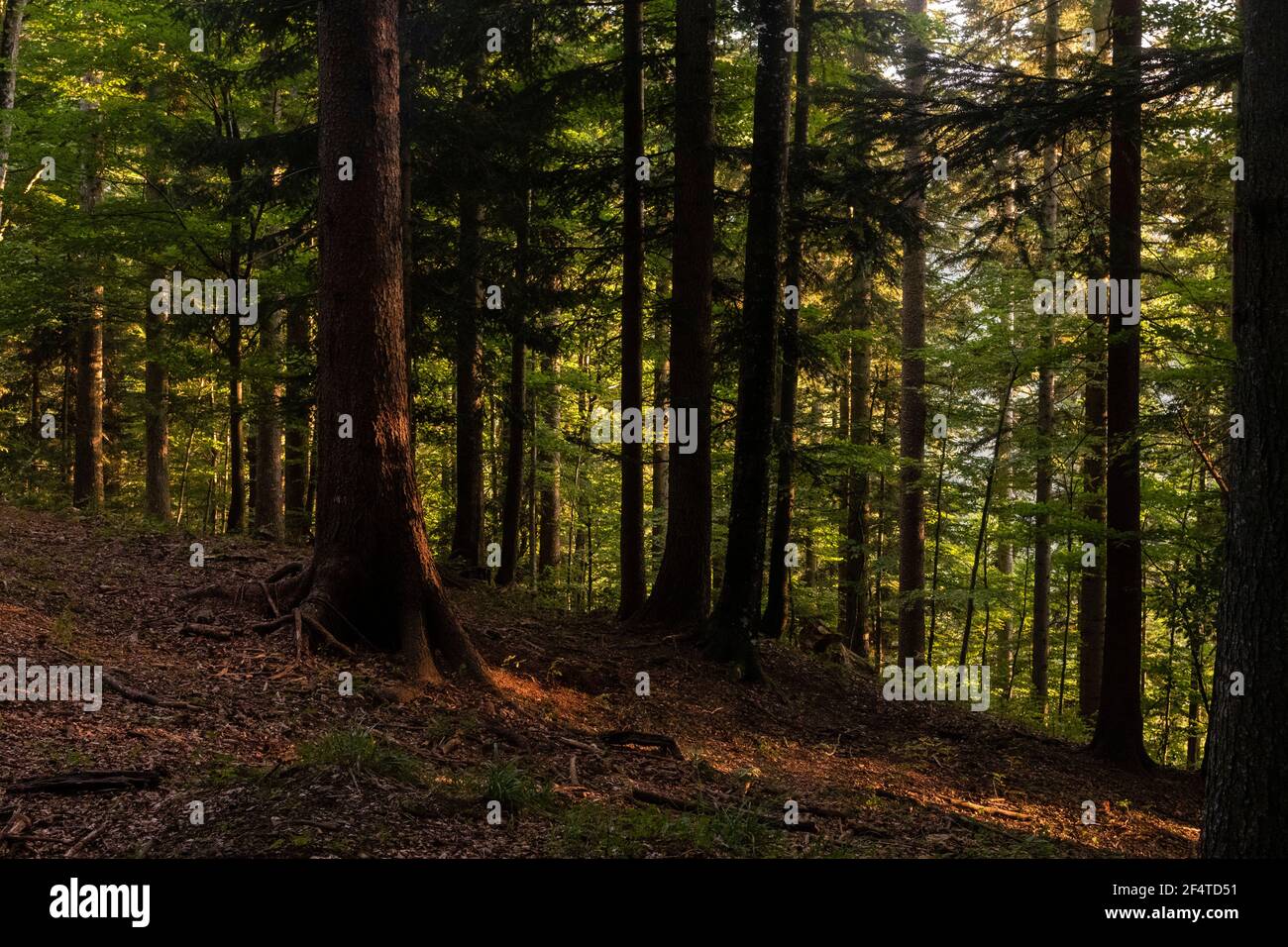 Notranjska forest, Slovenia Stock Photo - Alamy