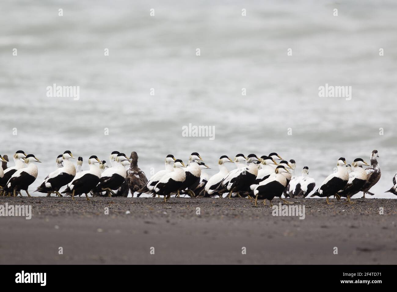 Common Eider - post breeding flock of males on shoreline Somateria ...