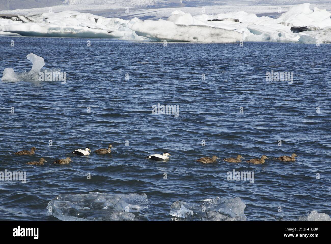 Common birds of iceland hi-res stock photography and images - Alamy
