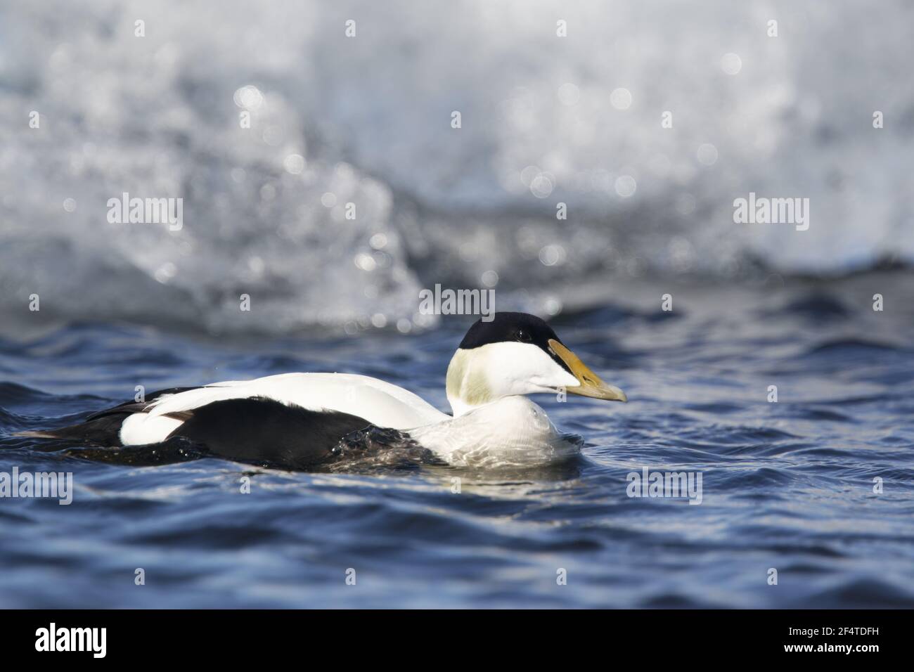 Common birds of iceland hi-res stock photography and images - Alamy