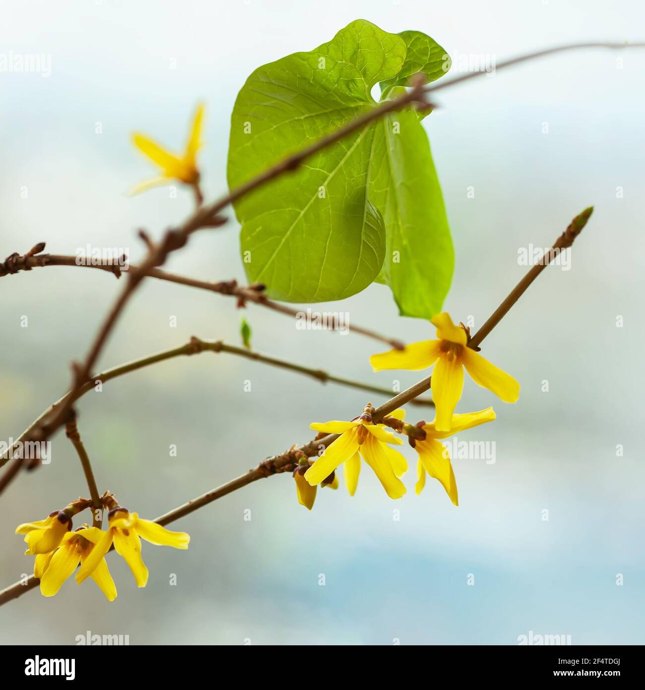 Spring flowers close-up. Minimal nature background. Concept of seasons ...