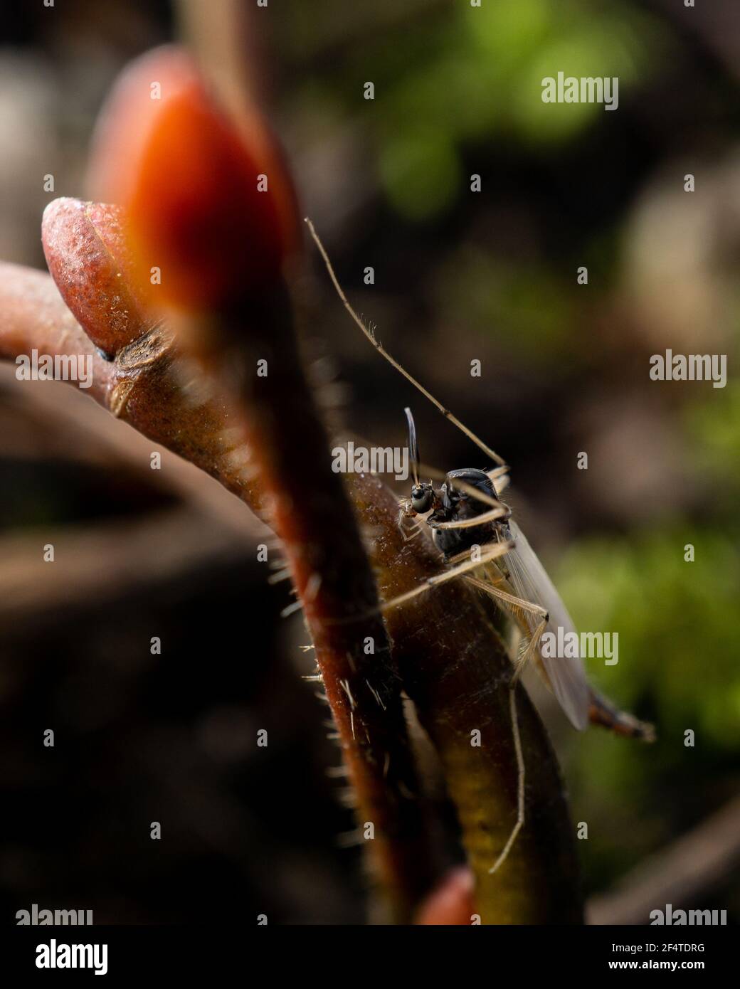 Vertical shot of an insect with wings on the tree branch Stock Photo ...