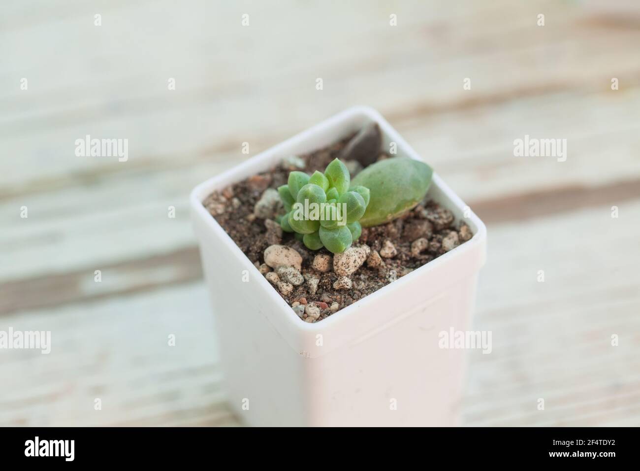 Pachyphytum compactum succulent houseplants in white pot Stock Photo ...