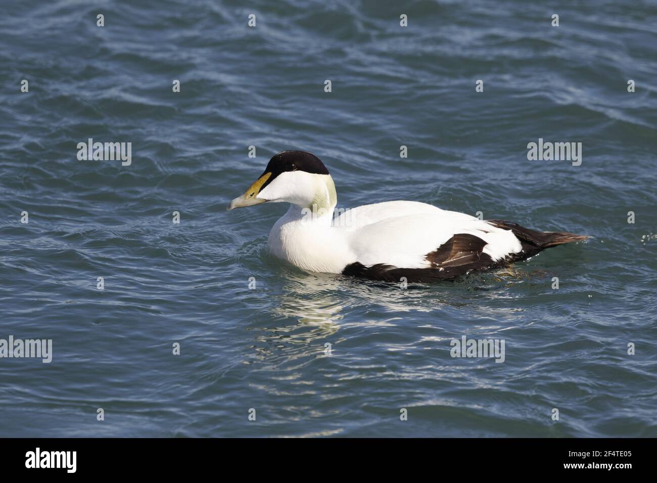 Common Eider - male Somateria mollissima Iceland BI026084 Stock Photo ...