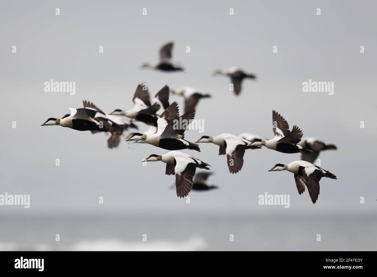 Common Eider - flock in flight Somateria mollissima Iceland BI026102 ...