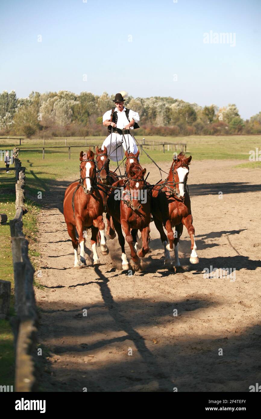PUSZTA, HUNGARY, SEPTEMBER, 04. 2020: Hungarian csikos in traditional ...