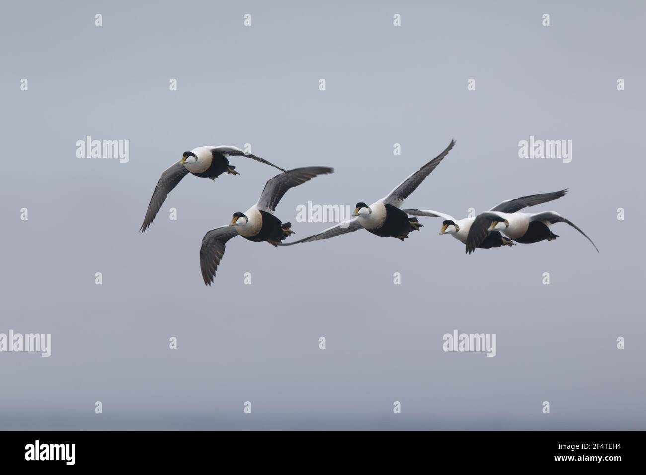 Common eider ducks flying hi-res stock photography and images - Alamy