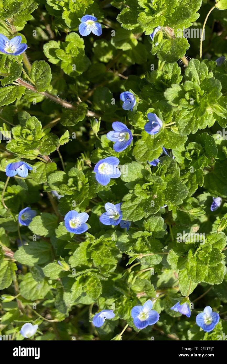 Persian Speedwell