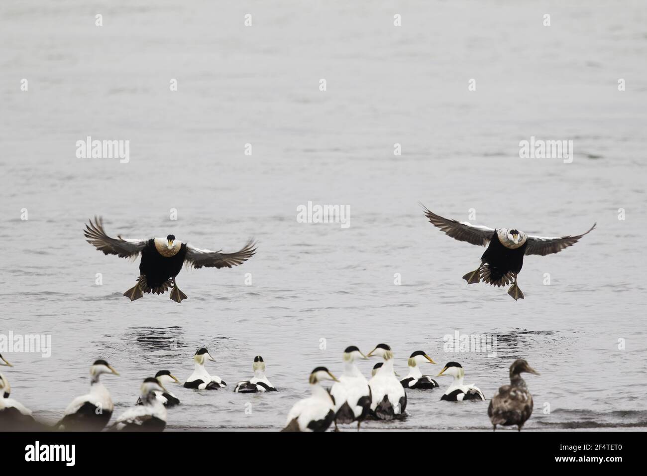 Common eider ducks flying hi-res stock photography and images - Alamy